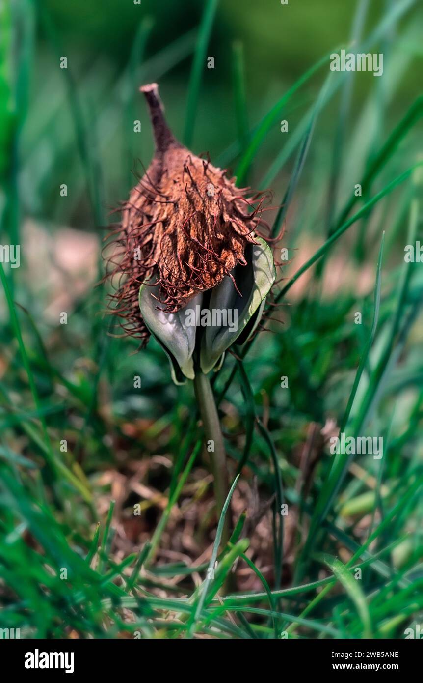 European beech (Fagus sylvatica); Fagaceae. Deciduous tree. wild plant ...