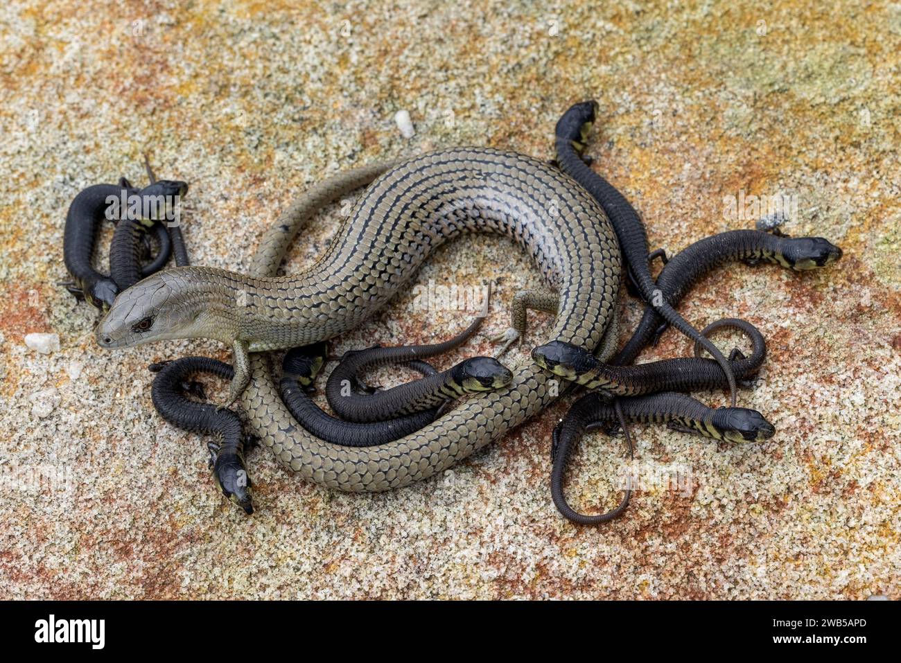 Australian Mainland She-Oak Skink after giving birth to ten young Stock ...