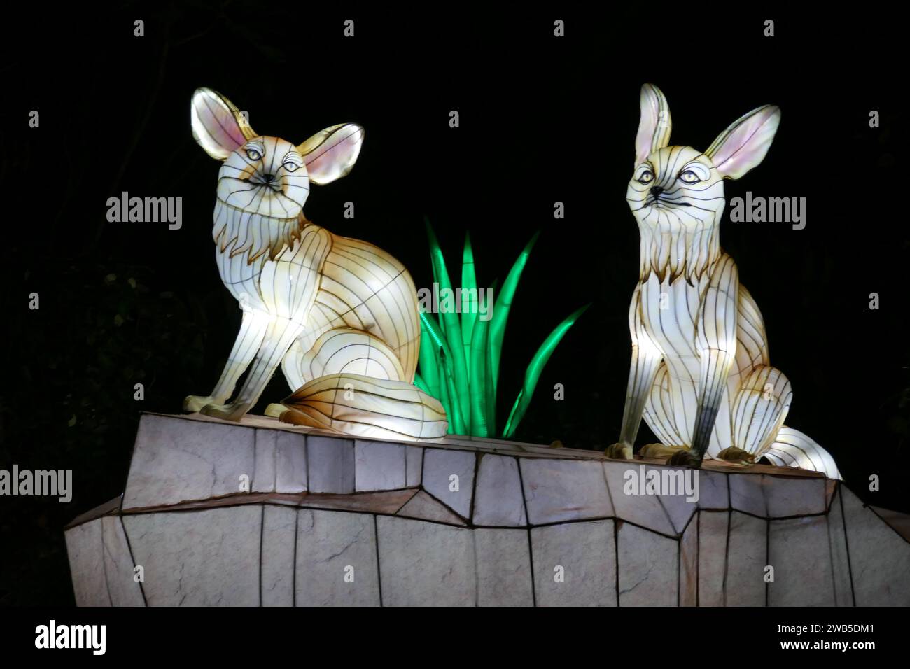 Los Angeles, California, USA 2nd January 2024 Fennec Foxes at Zoo ...