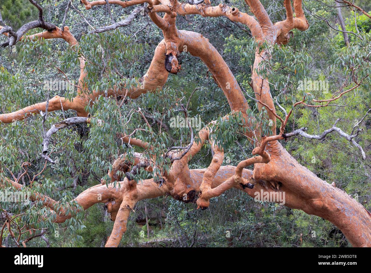 Australian tree shedding bark hi-res stock photography and images - Alamy