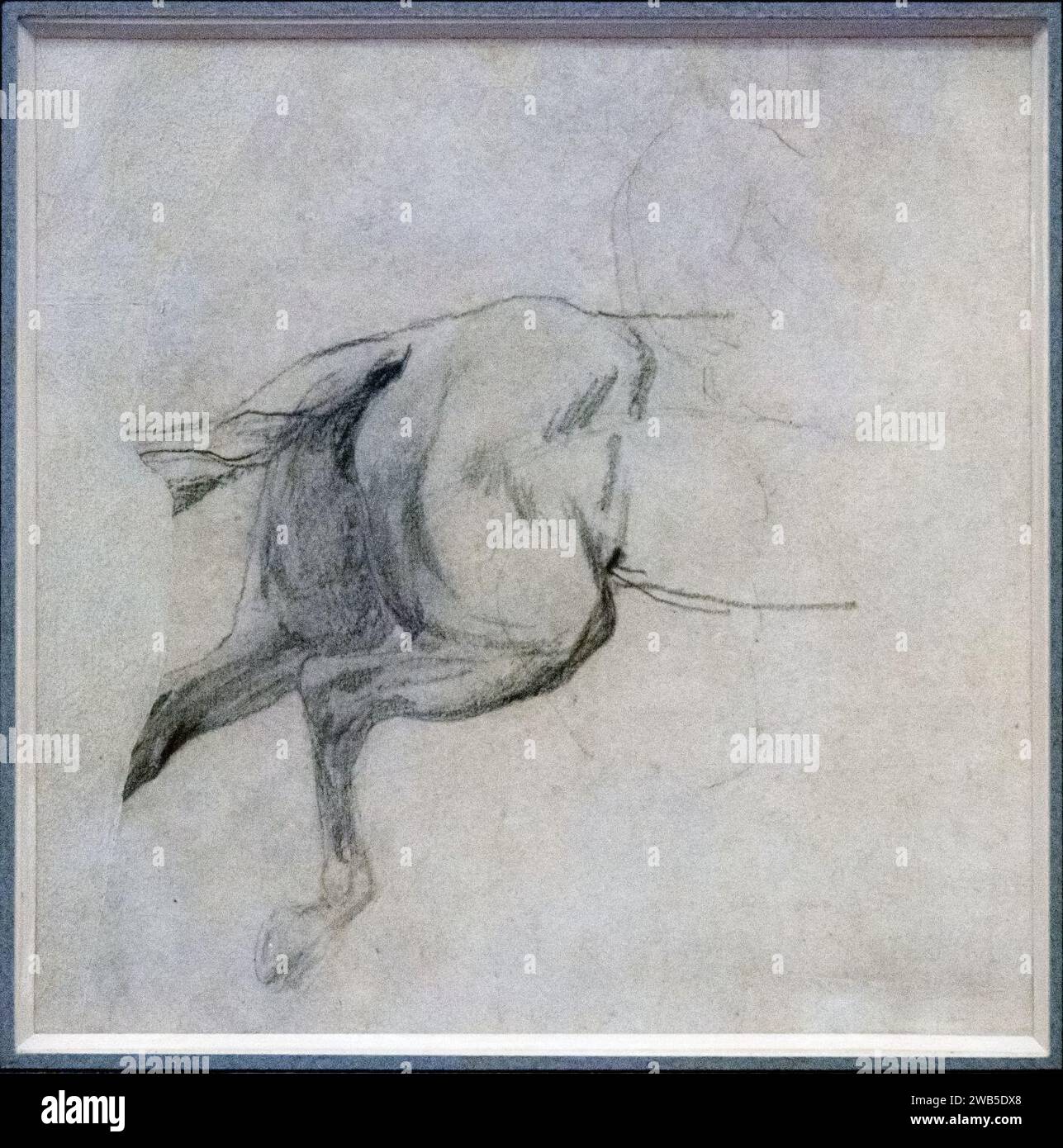 Croupe de chevaux hi-res stock photography and images - Alamy