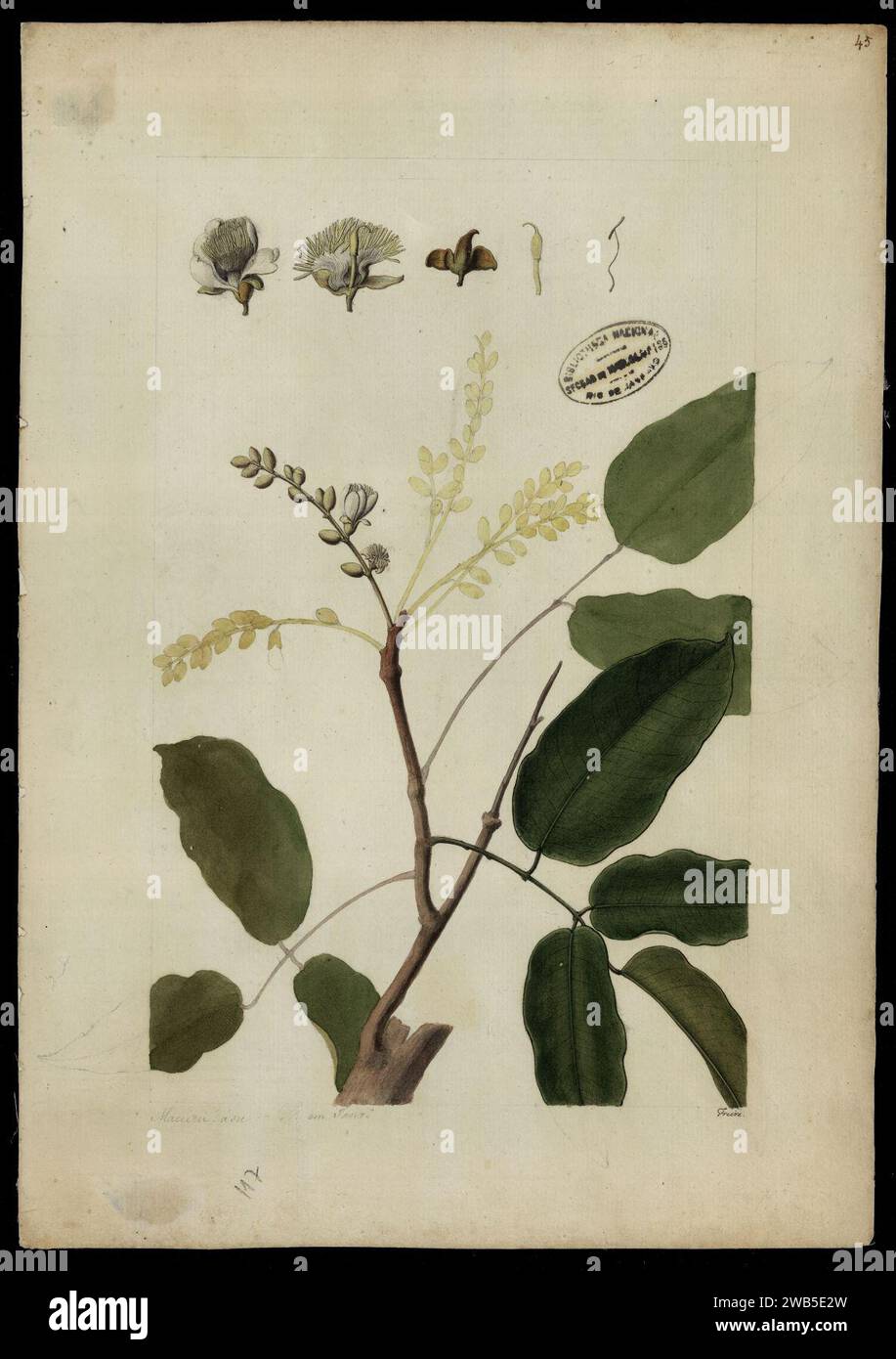 Aldina hi-res stock photography and images - Alamy