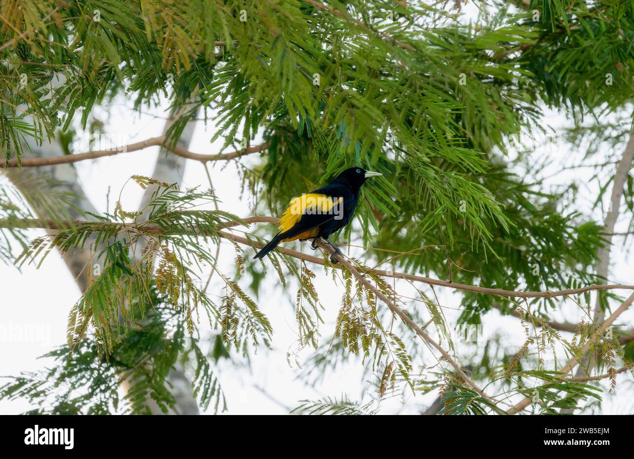 Yellow-rumped Cacique (Cacicus cela) in Brazil Stock Photo - Alamy