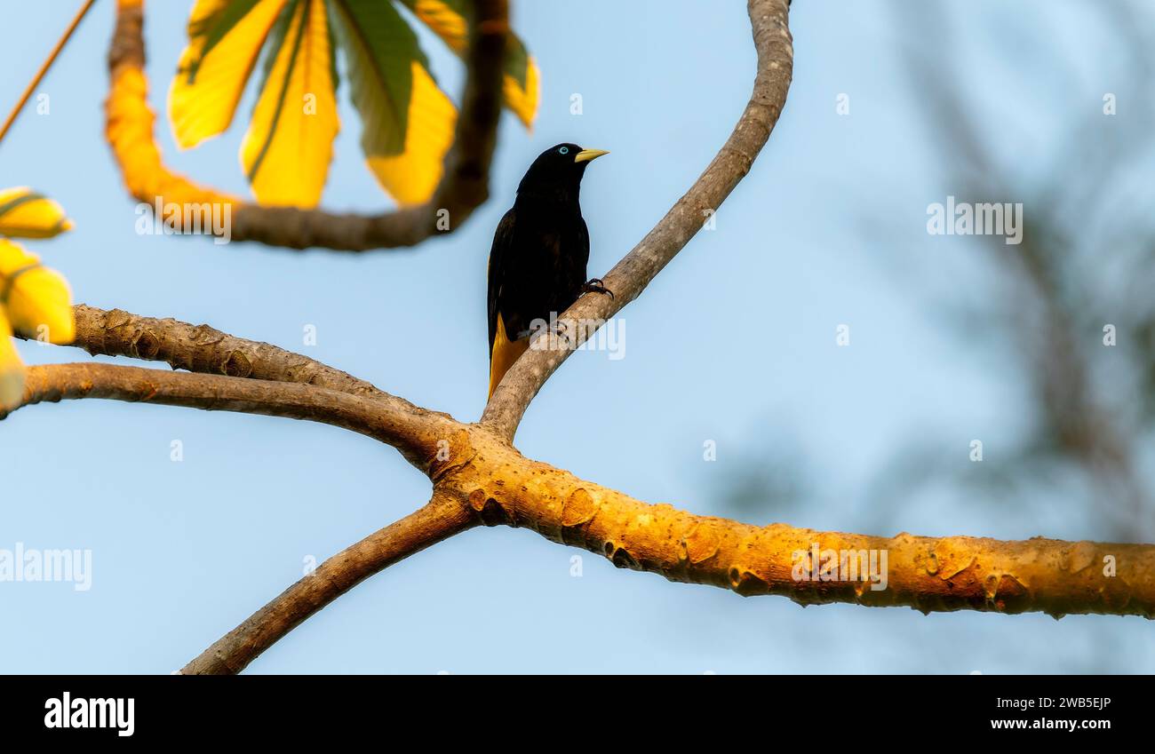 Yellow winged cacique hi-res stock photography and images - Alamy