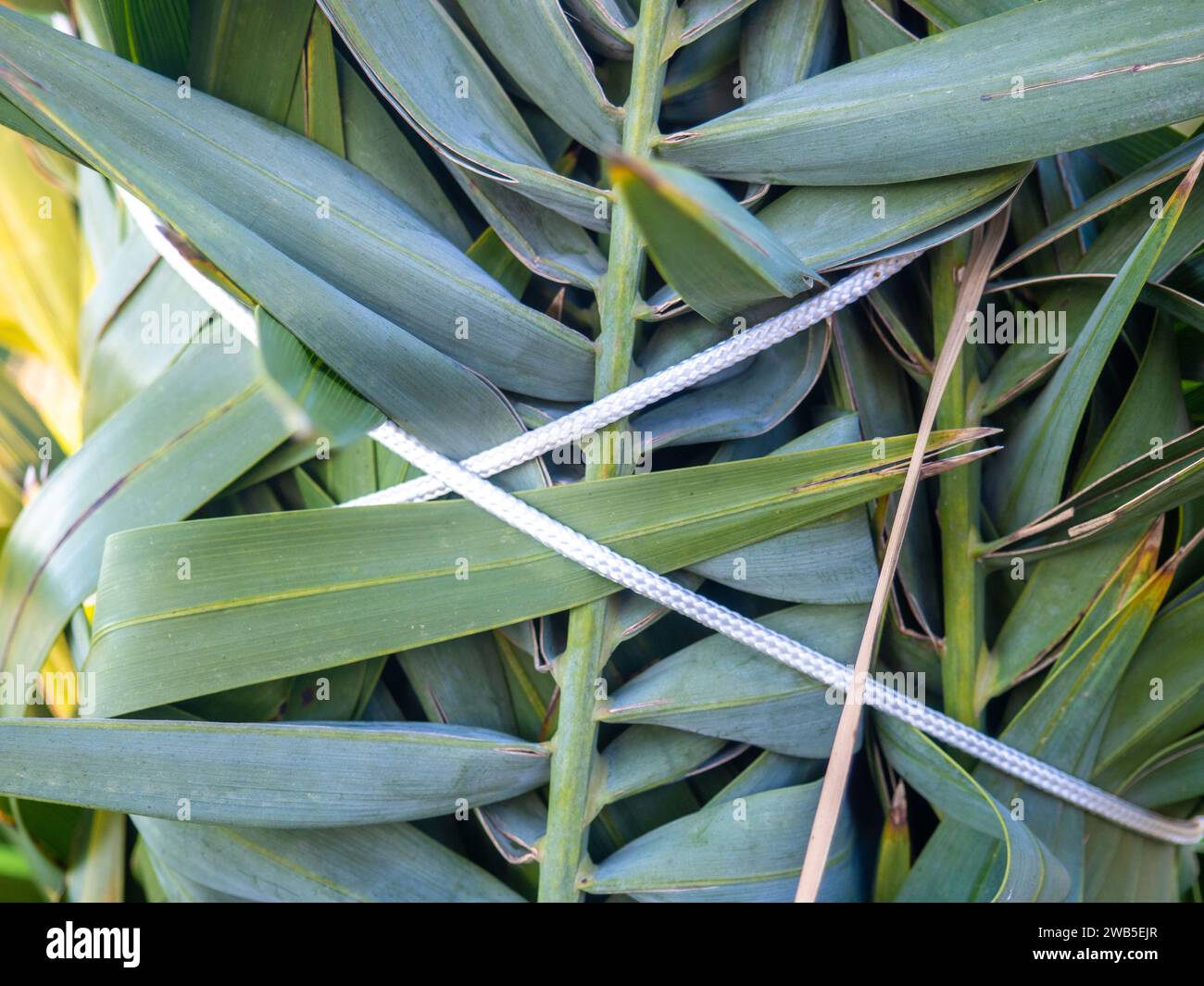 Palm leaves tied with ropes. Gardening. Safety of the plant from the ...