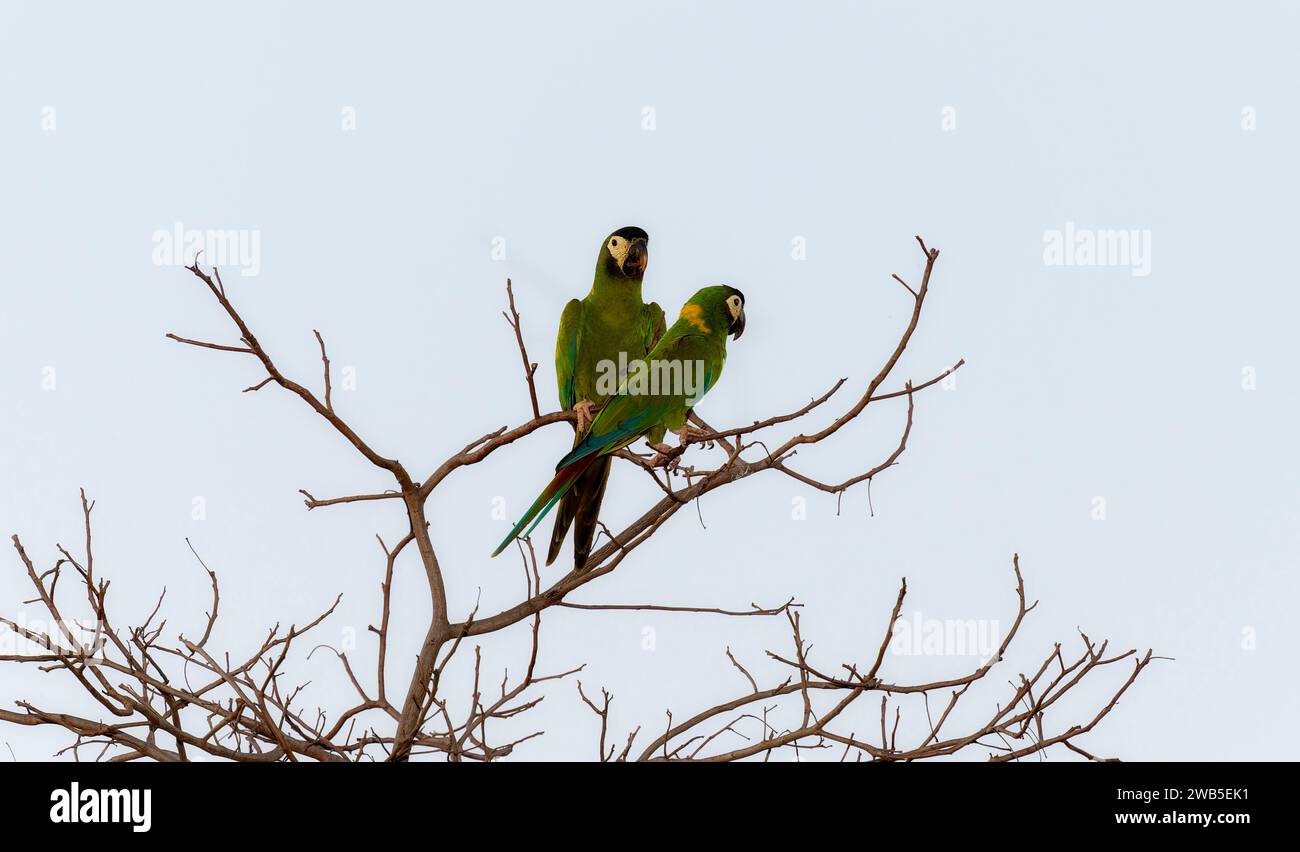 Yellow-collared Macaw (Primolius auricollis) in Brazil Stock Photo - Alamy