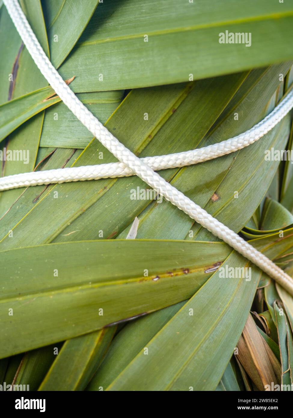 Palm leaves tied with ropes. Gardening. Safety of the plant from the ...