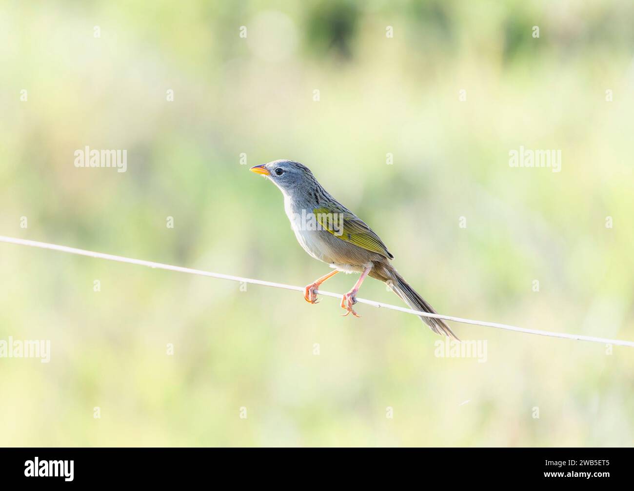 Wedge-tailed Grass-Finch (Emberizoides herbicola) in Brazil Stock Photo ...