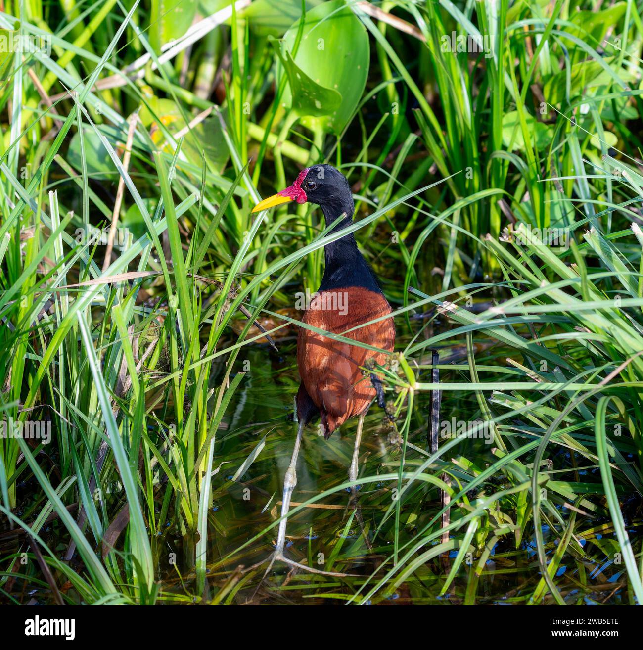 Adult Wattled Jacana (Jacana jacana) in Brazil Stock Photo - Alamy