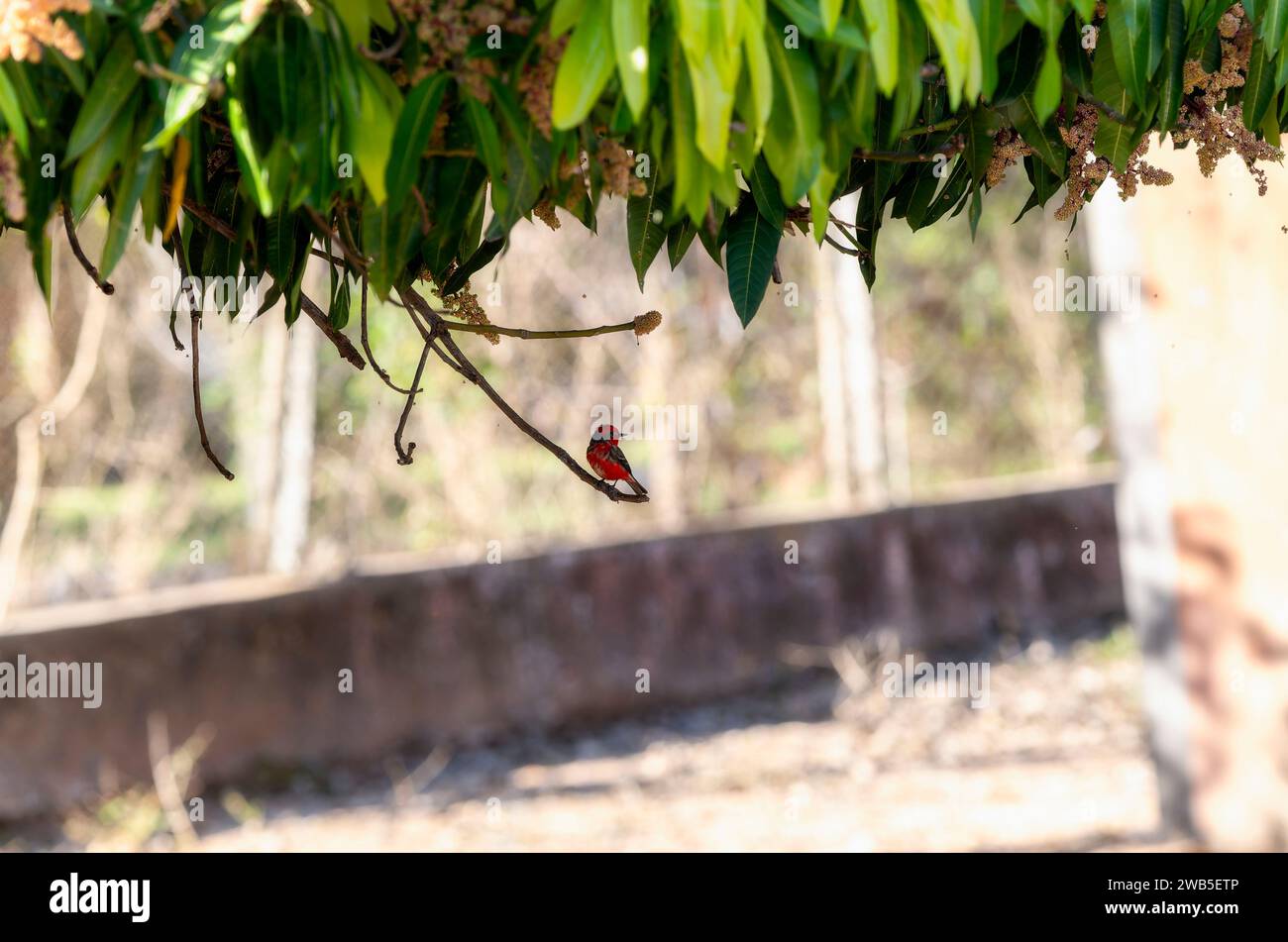 Vermillion Flycatcher (Pyrocephalus obscurus) in Brazil Stock Photo - Alamy