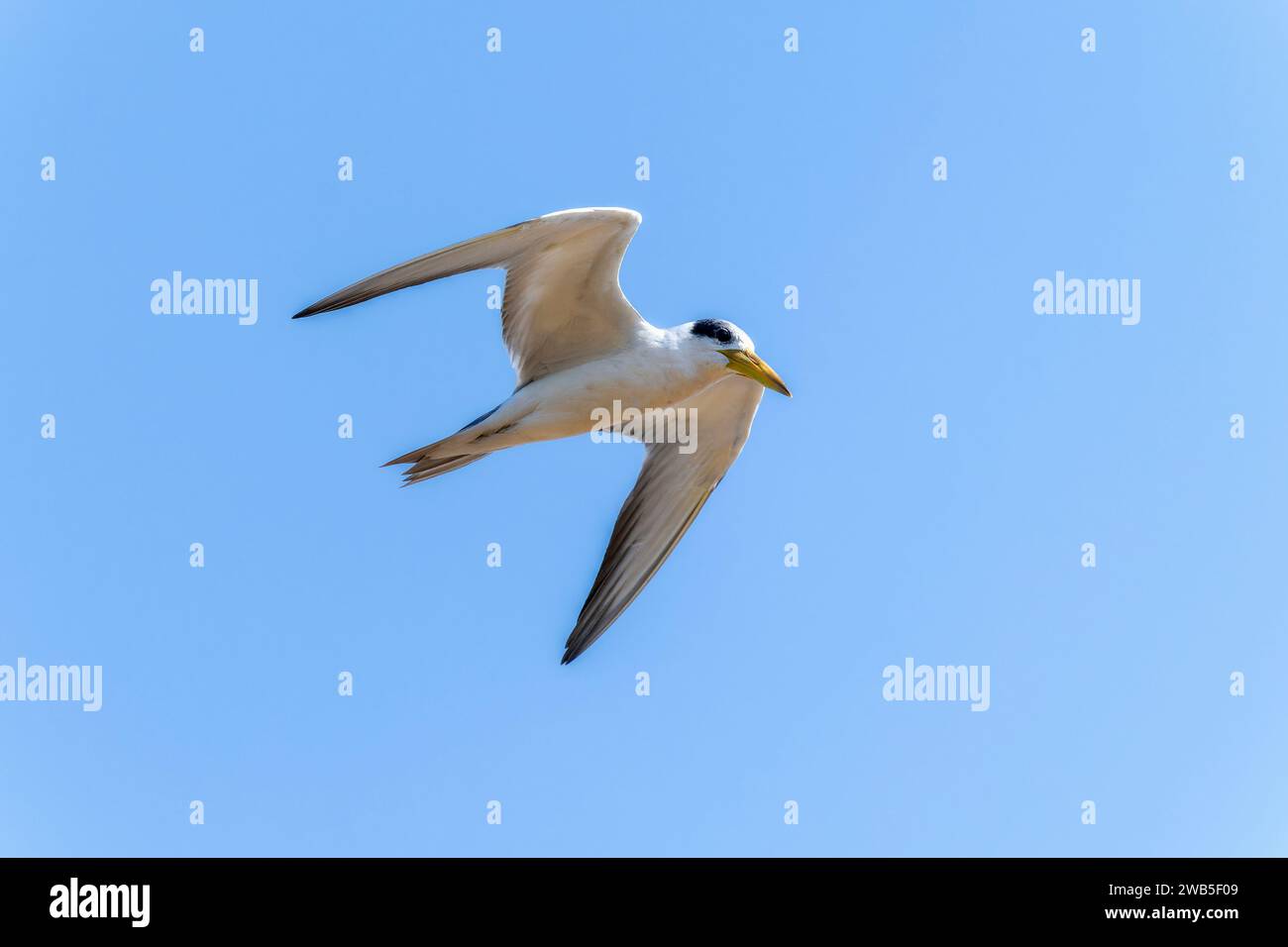 Thick billed tern hi-res stock photography and images - Alamy