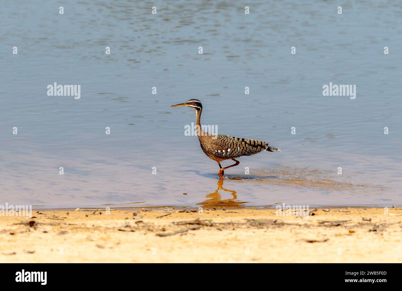 Tropical sunbittern hi-res stock photography and images - Alamy