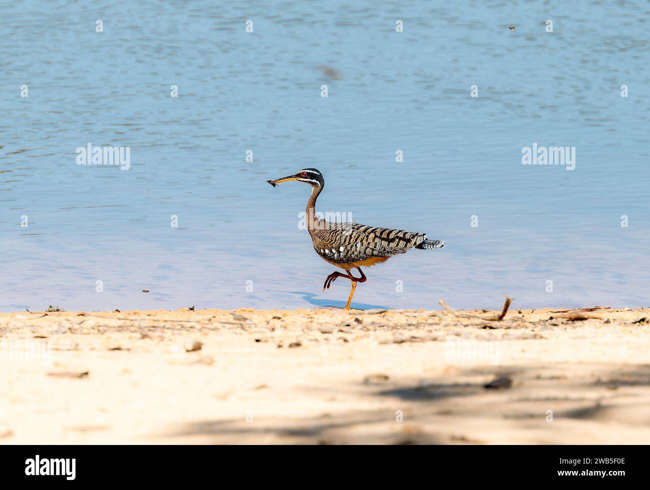Sunbittern (Eurypyga helias) with butterfly in Brazil Stock Photo - Alamy