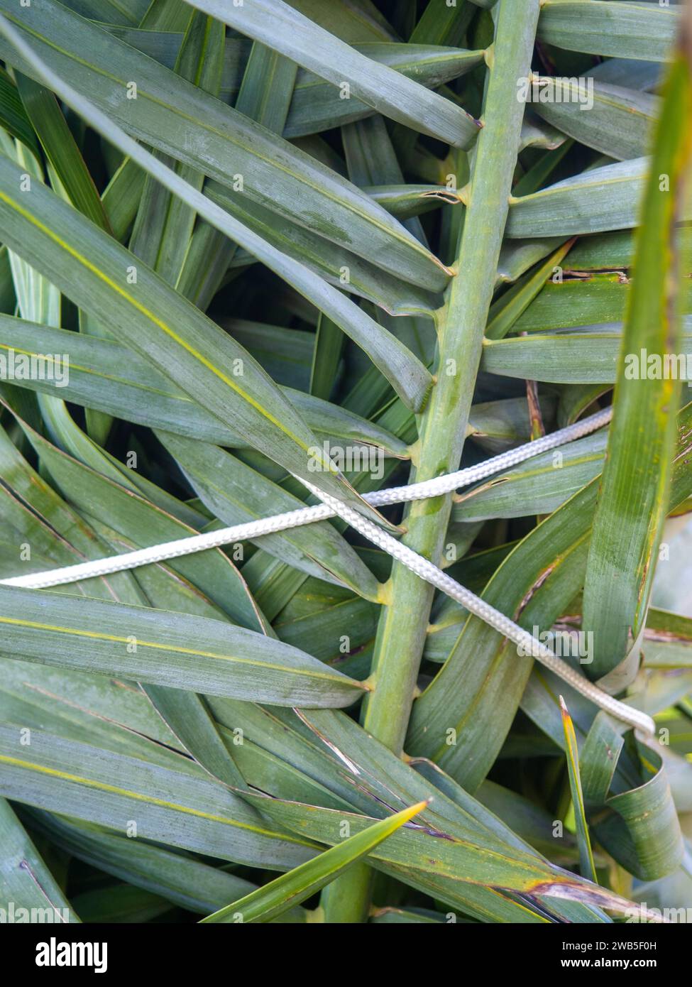 Palm leaves tied with ropes. Gardening. Safety of the plant from the ...