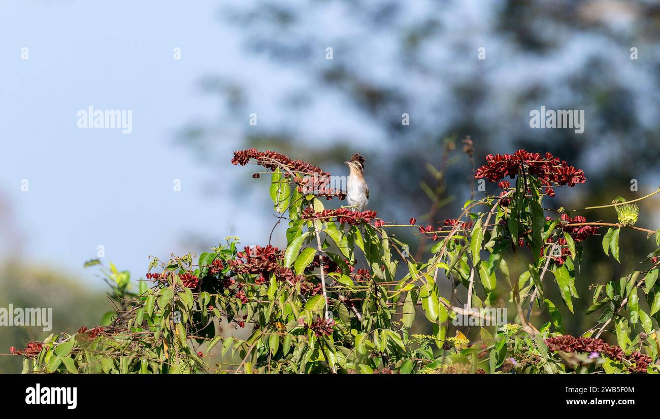 Striped Cuckoo (Tapera naevia) in Brazil Stock Photo - Alamy