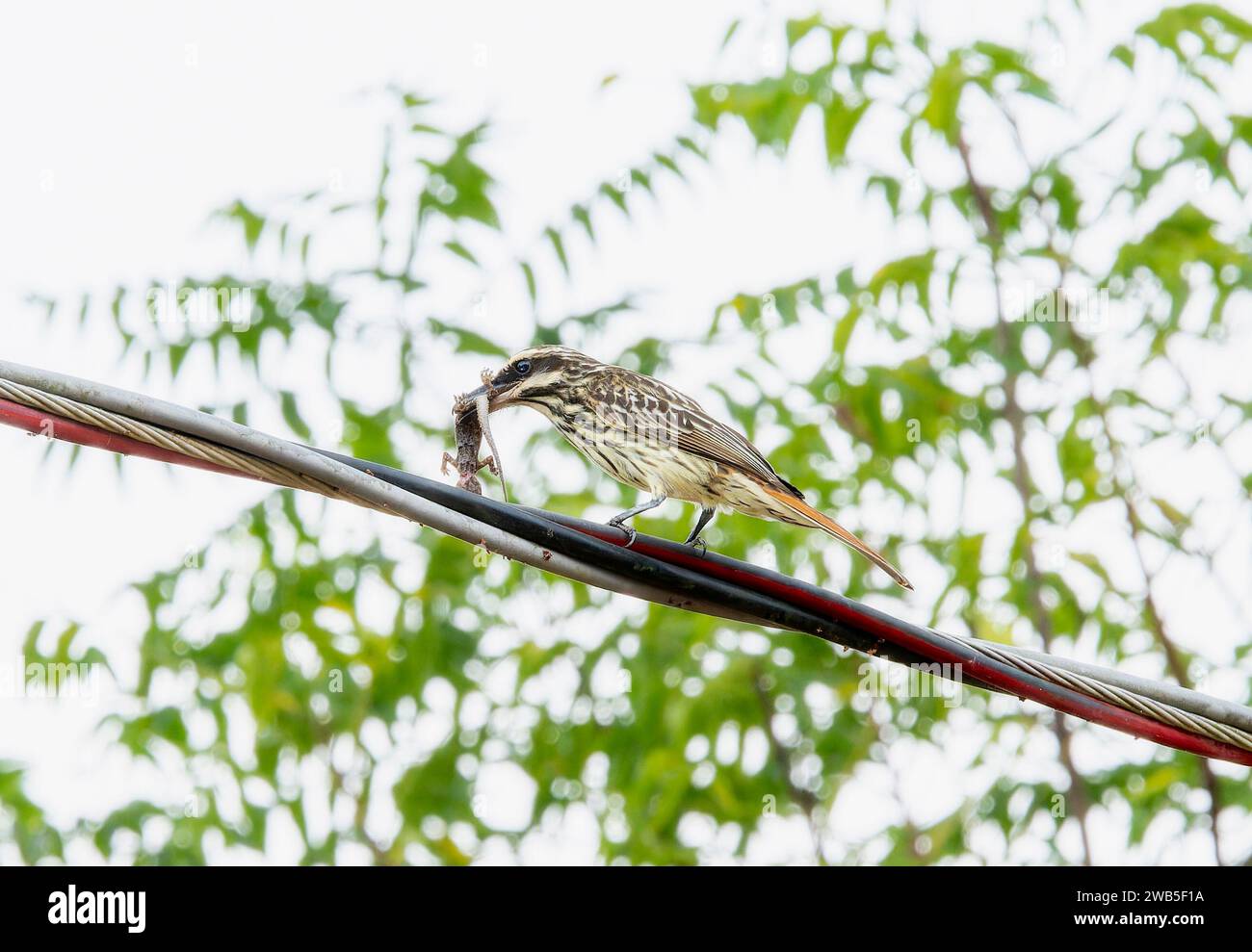 Tropical house gecko habitat hi-res stock photography and images - Alamy