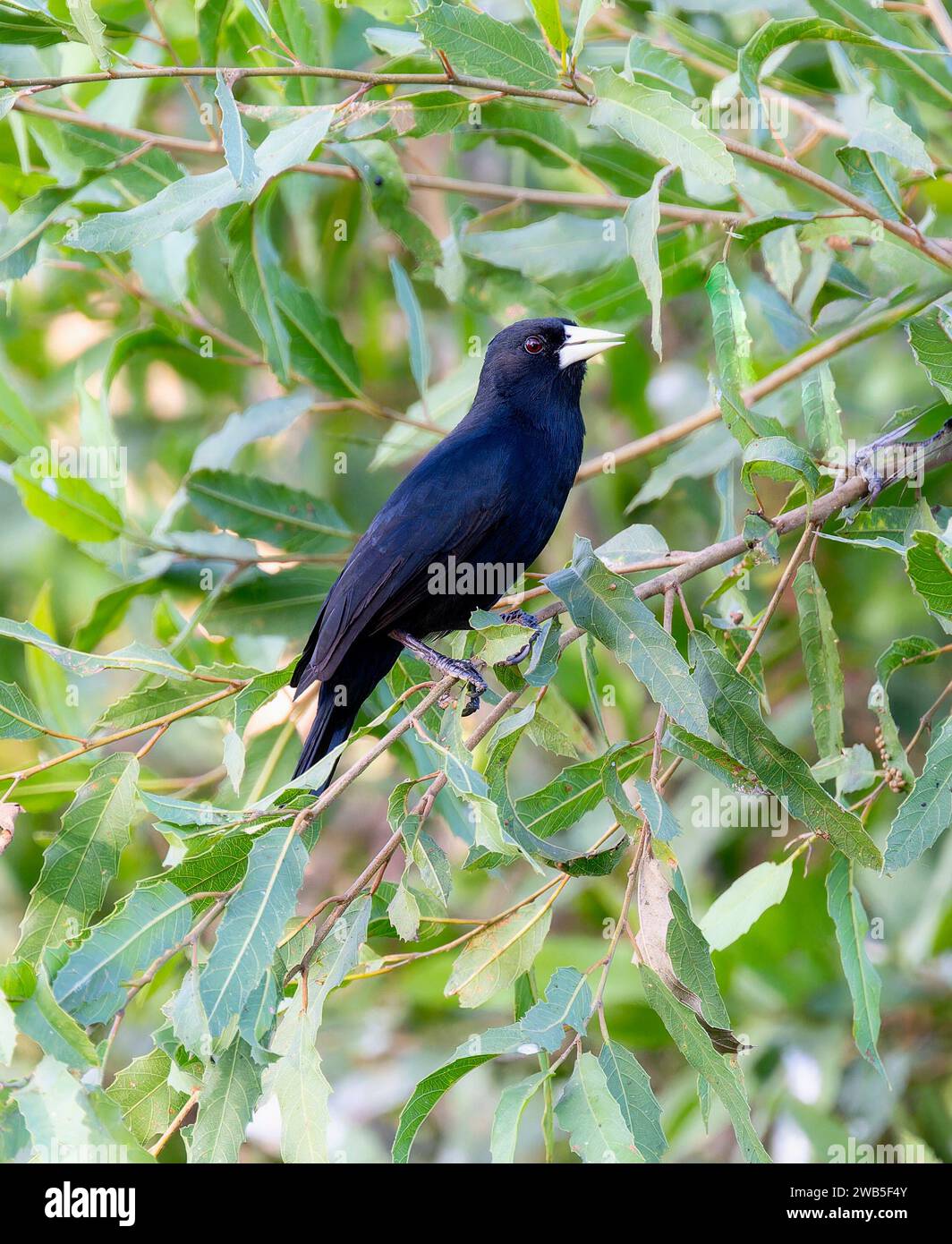 Solitary Black Cacique (Cacicus solitarius) in Brazil Stock Photo - Alamy