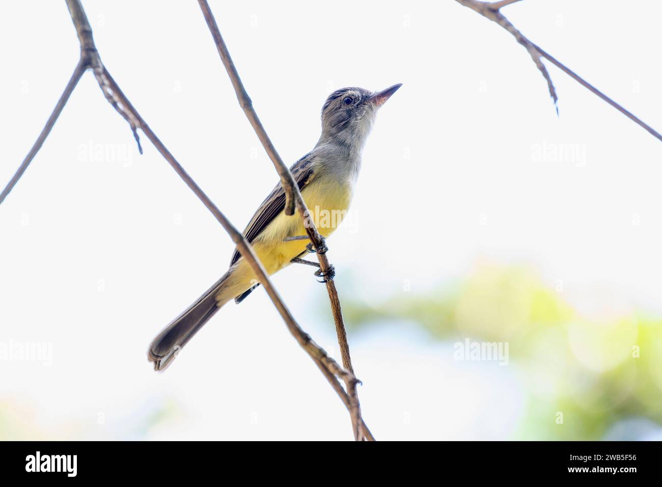 Short-crested Flycatcher (Myiarchus ferox) in Brazil Stock Photo - Alamy