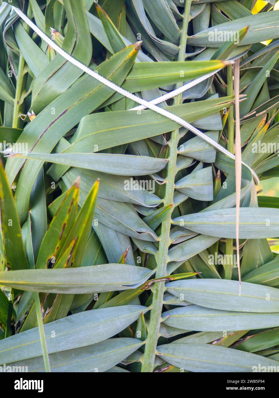Palm leaves tied with ropes. Gardening. Safety of the plant from the ...