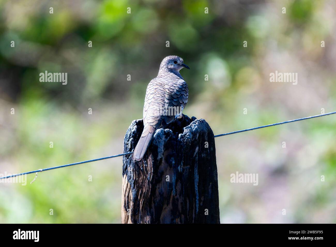 Scaled Dove (Columbina squammata) in Brazil Stock Photo - Alamy