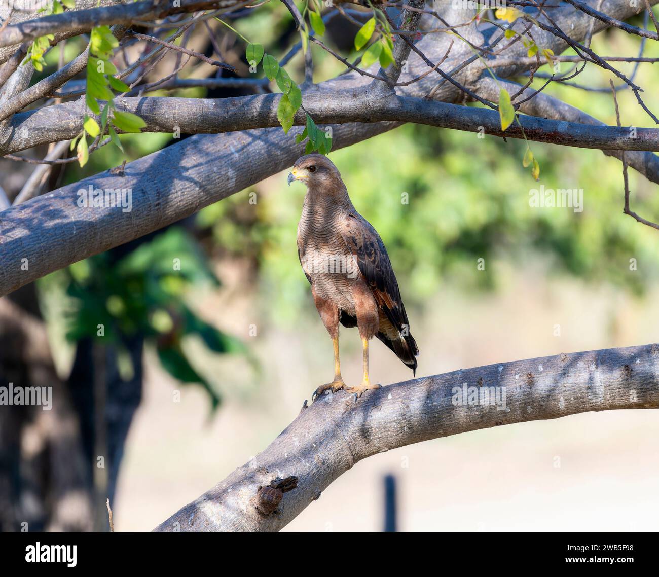 Savannah Hawk (Buteogallus meridionalis) in Brazil Stock Photo - Alamy