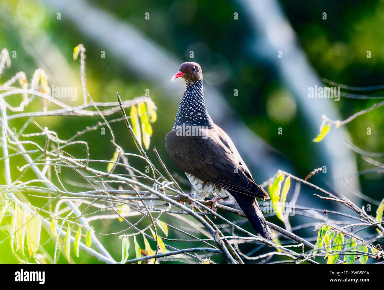 Scaled pigeon hi-res stock photography and images - Alamy