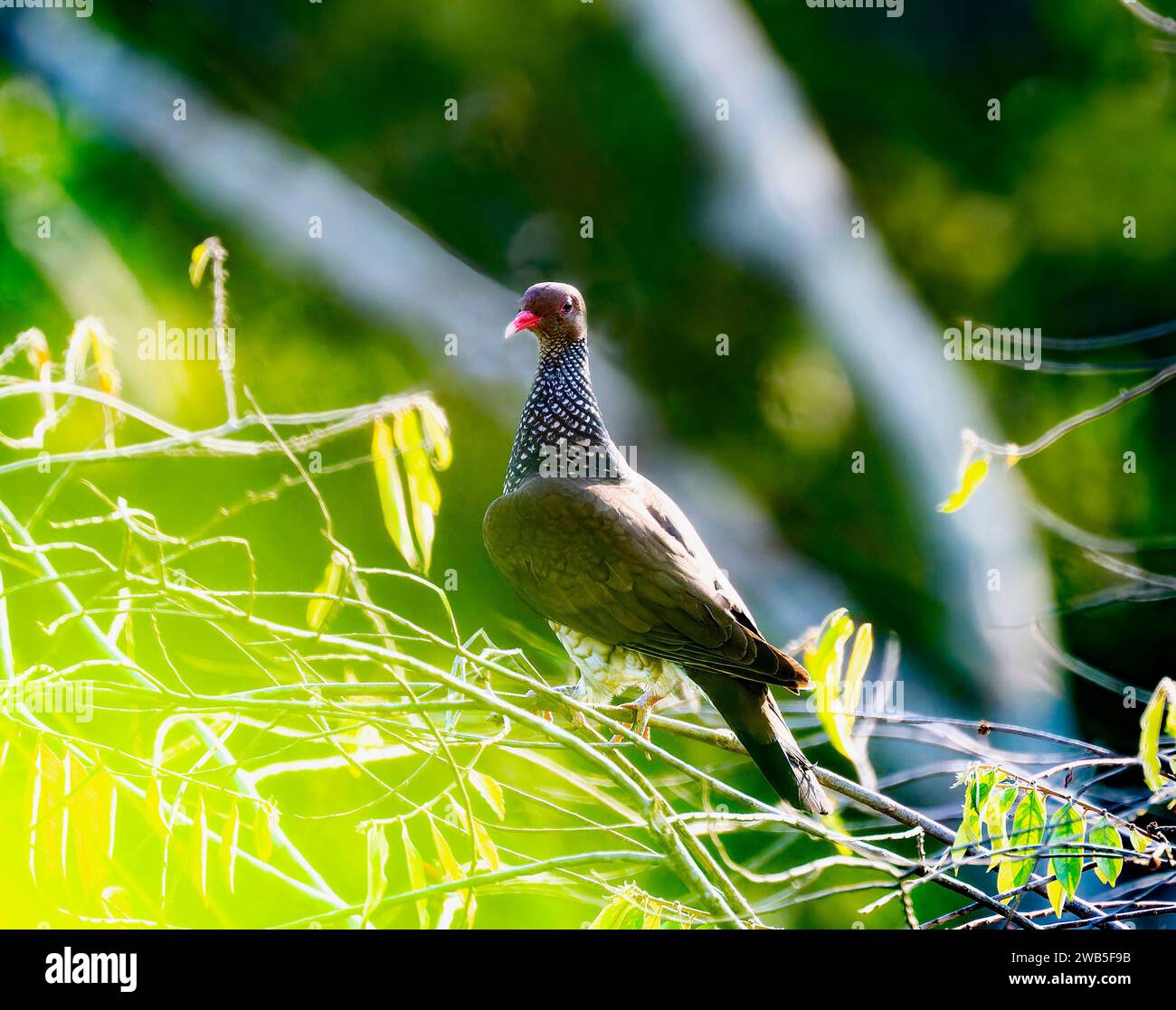 Scaled pigeon hi-res stock photography and images - Alamy