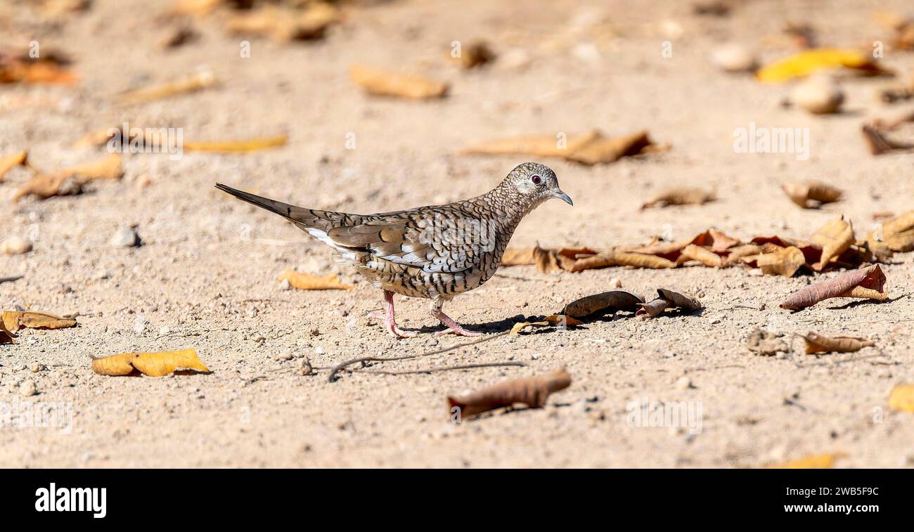 Scaled Dove (Columbina squammata) in Brazil Stock Photo - Alamy