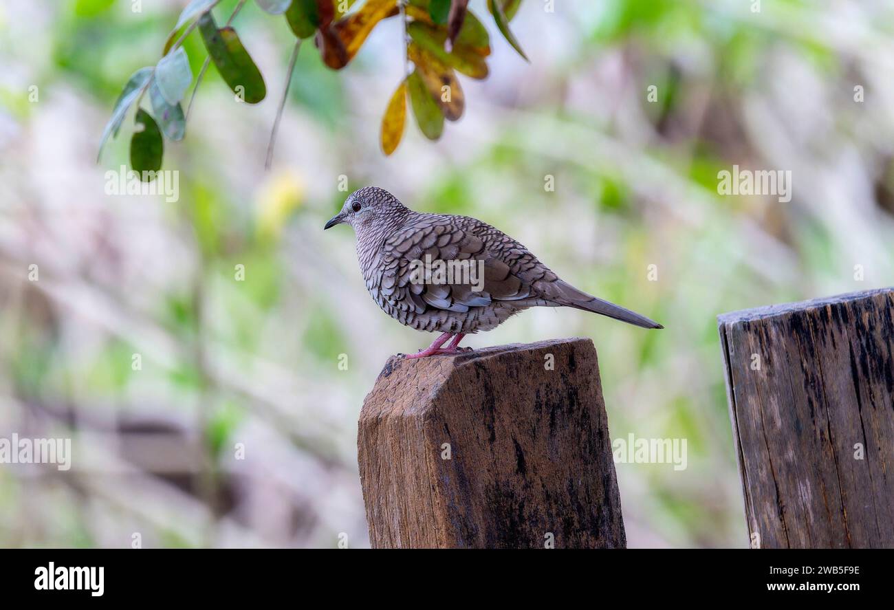 Columbina squammata hi-res stock photography and images - Alamy