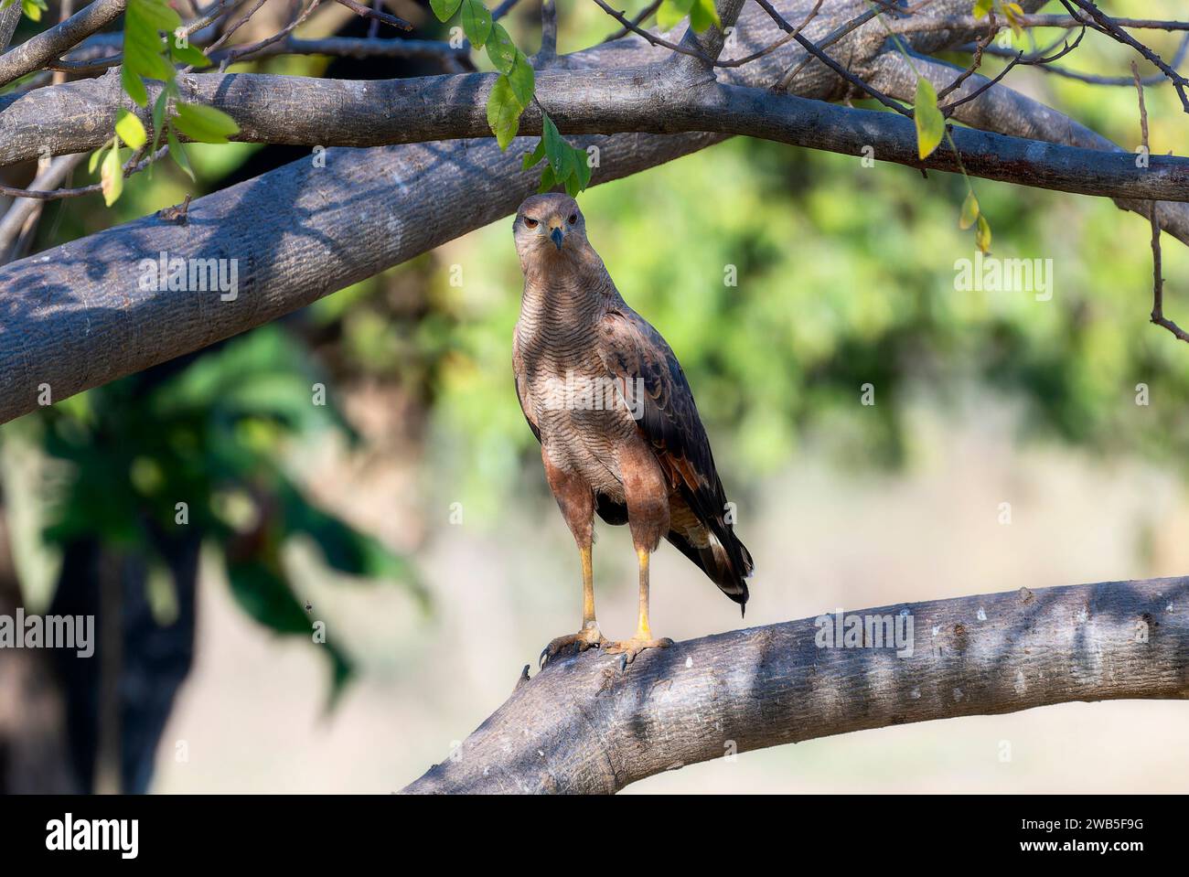 Savannah Hawk (Buteogallus meridionalis) in Brazil Stock Photo - Alamy