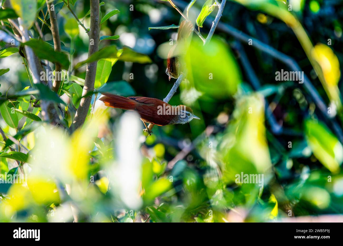 Rusty-backed Spinetail (Cranioleuca vulpina) in Brazil Stock Photo - Alamy