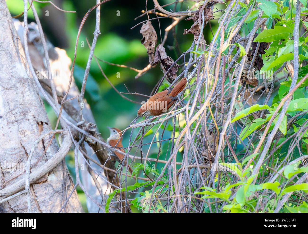 Cranioleuca hi-res stock photography and images - Alamy