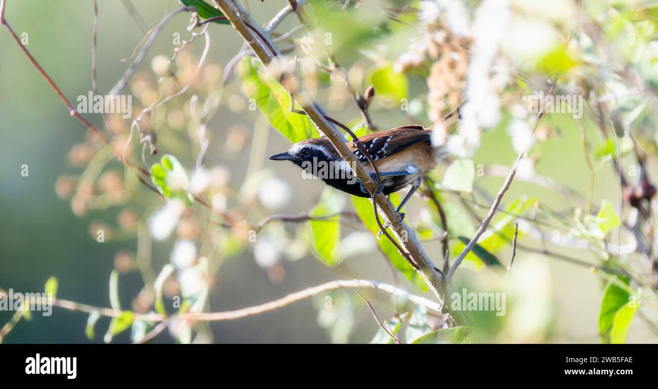 Rusty-backed Antwren (Formicivora rufa) in Brazil Stock Photo - Alamy