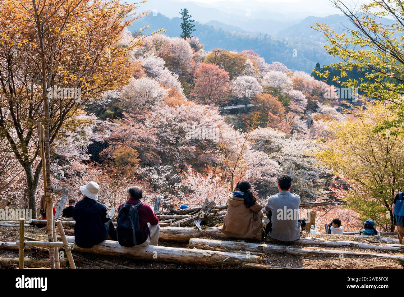 Cherry blossoms in full bloom at Mount Yoshino, Yoshino-Kumano National ...
