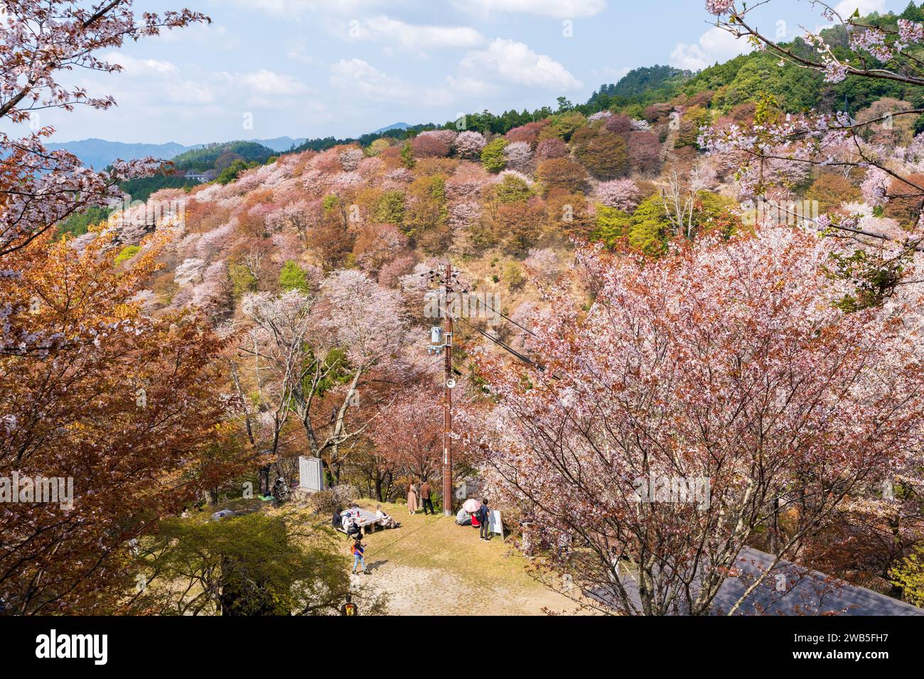 Cherry blossoms in full bloom at Mount Yoshino, Yoshino-Kumano National ...