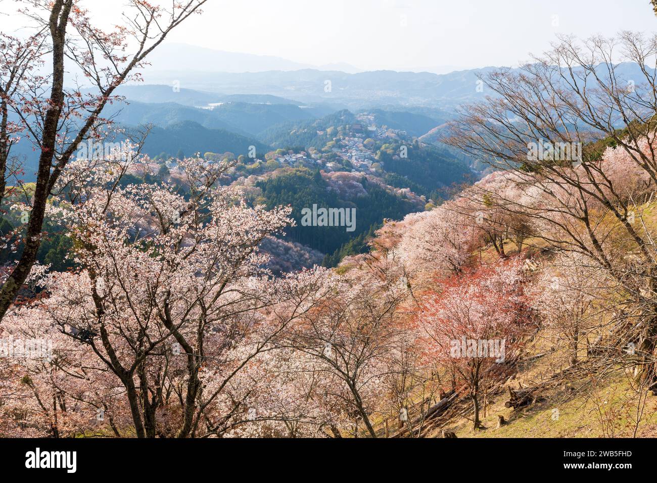 Cherry blossoms in full bloom at Mount Yoshino, Yoshino-Kumano National ...