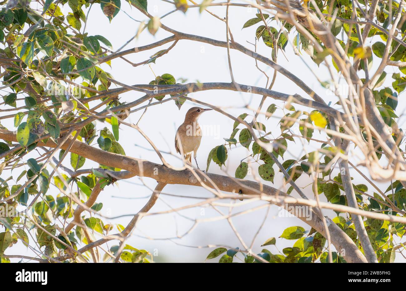 Rufous Hornero (Furnarius rufus) in Brazil Stock Photo - Alamy