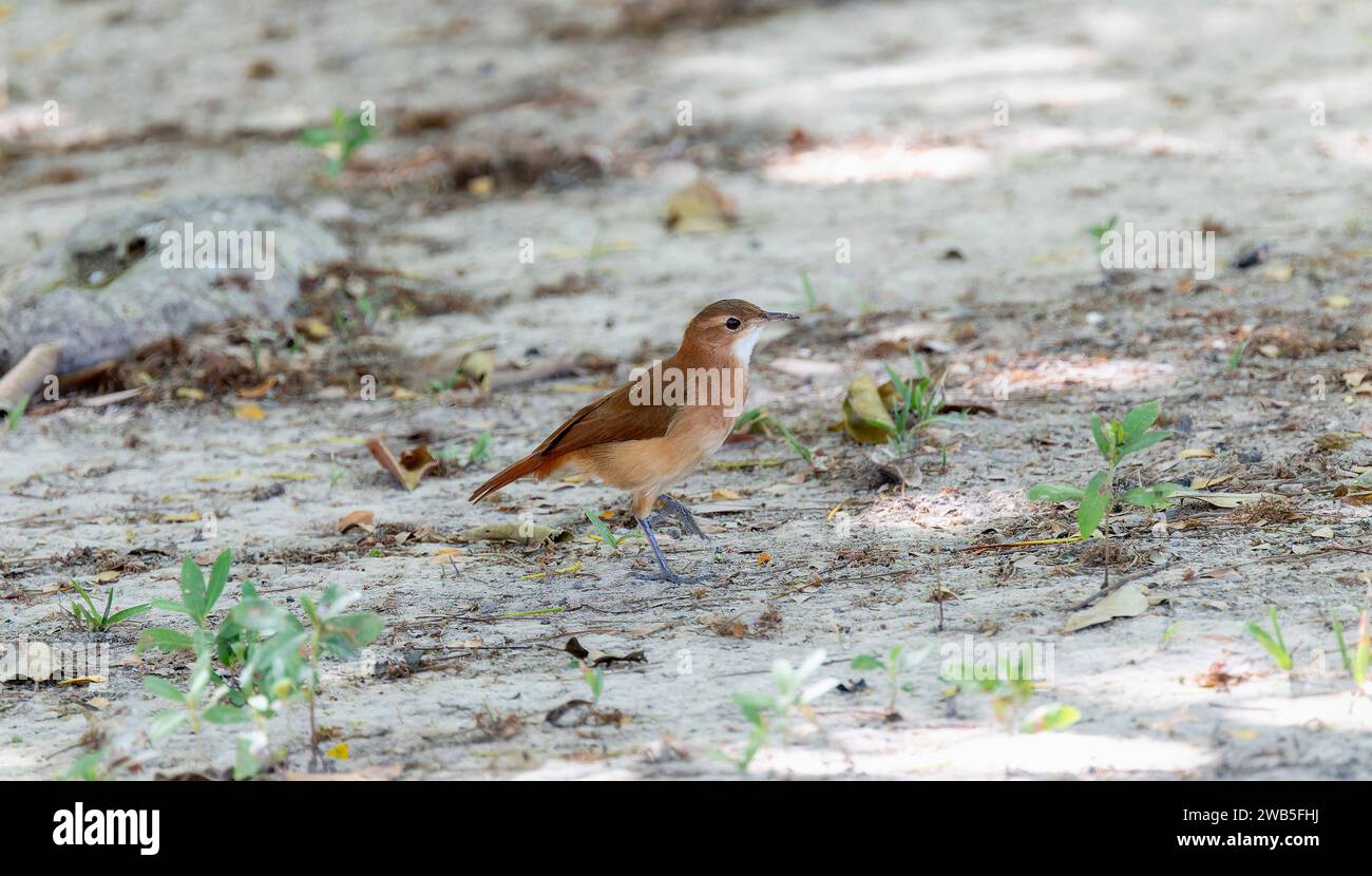 Rufous Hornero (Furnarius rufus) in Brazil Stock Photo - Alamy