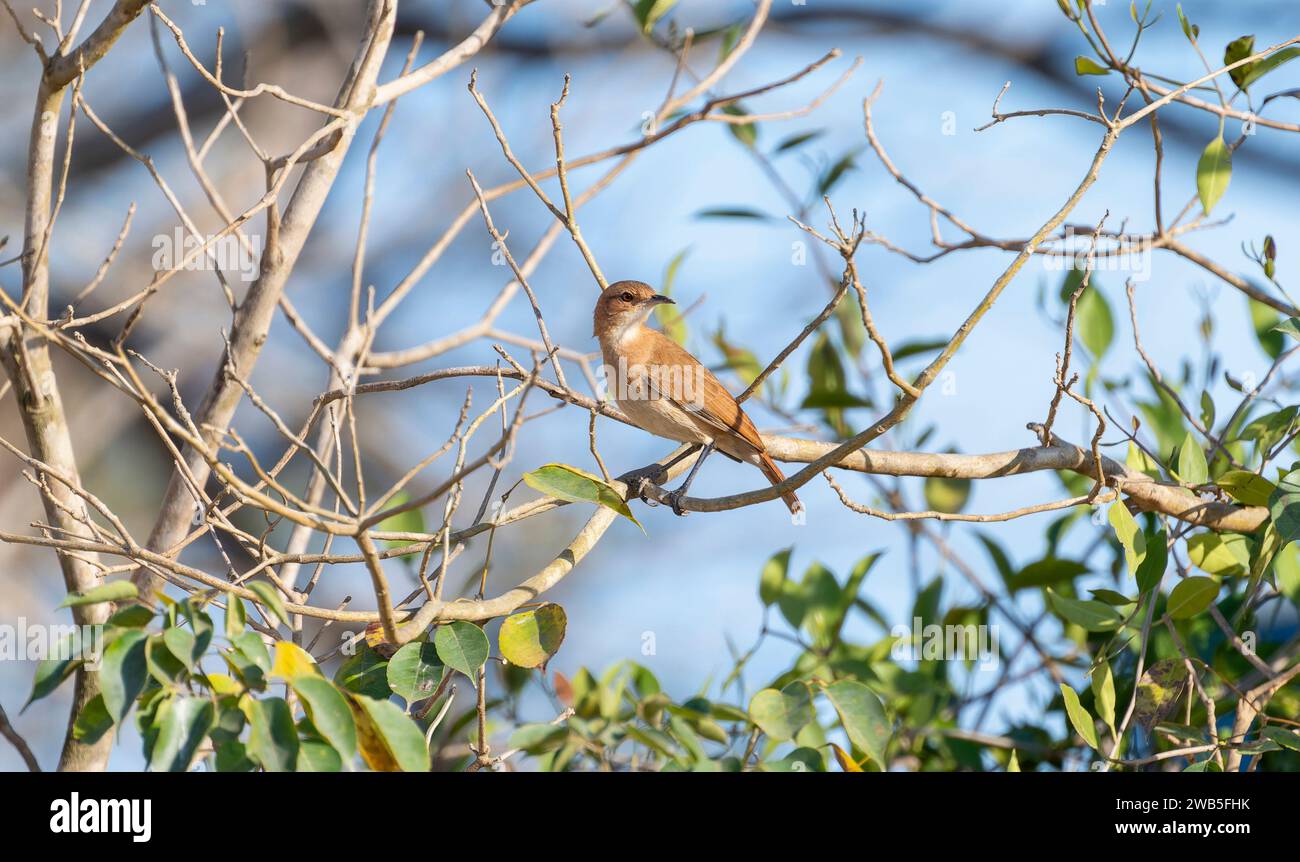 Rufous Hornero (Furnarius rufus) in Brazil Stock Photo - Alamy