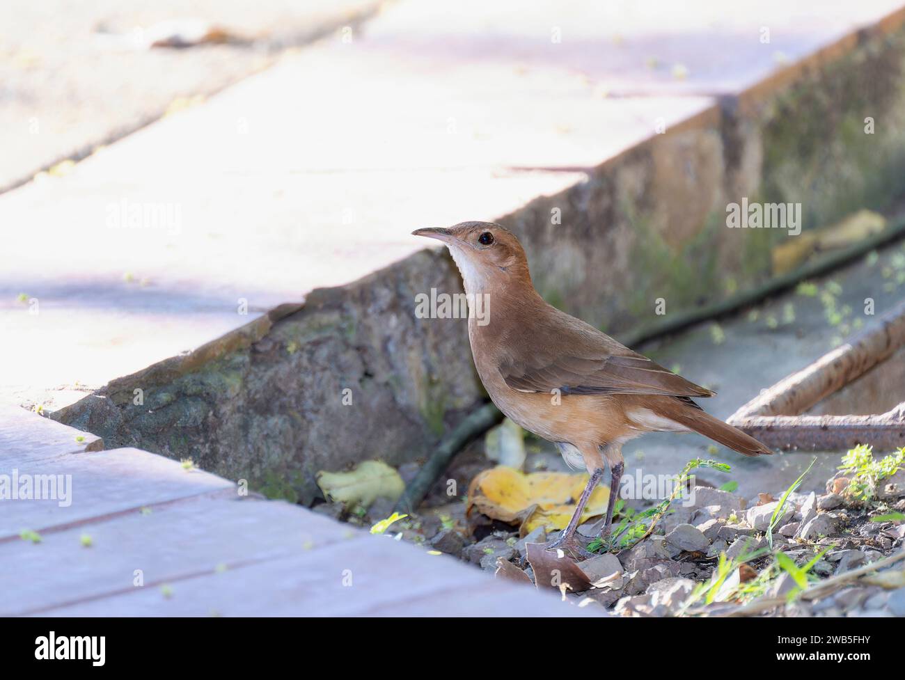 Rufous Hornero (Furnarius rufus) in Brazil Stock Photo - Alamy