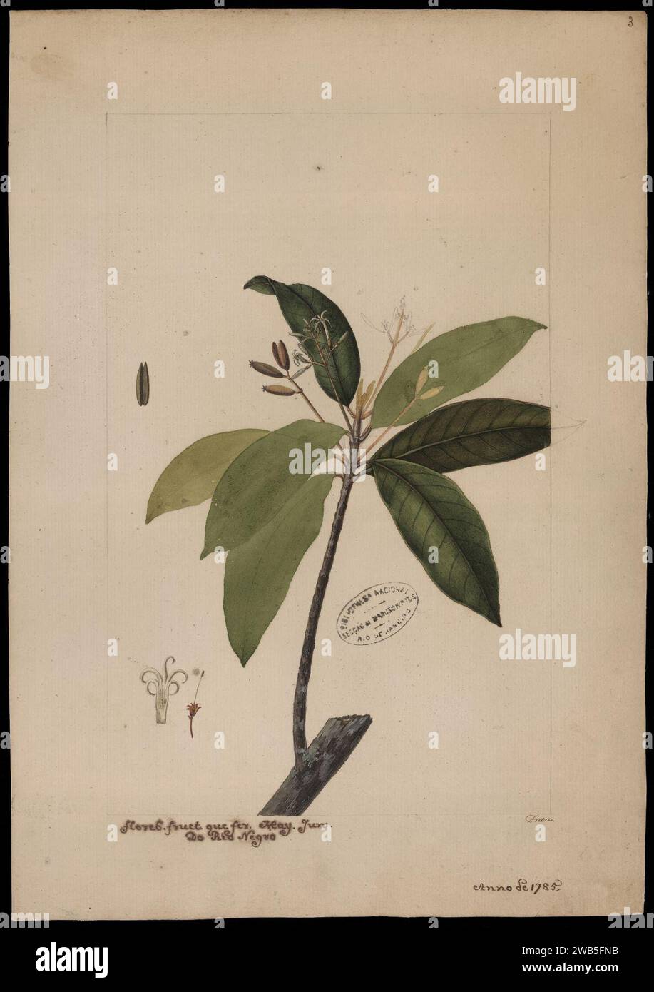 Cascarilla hi-res stock photography and images - Alamy