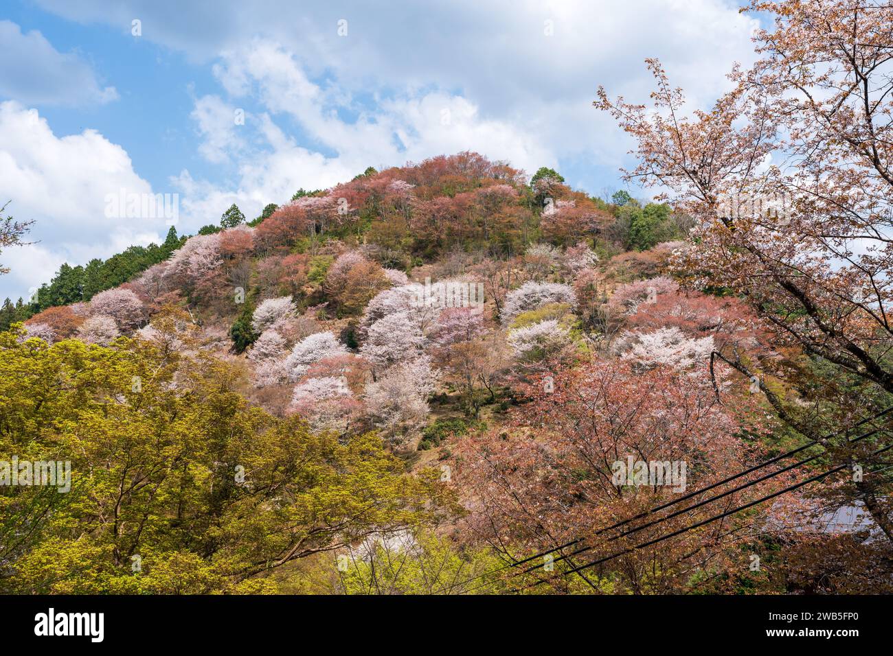 Cherry blossoms in full bloom at Mount Yoshino, Yoshino-Kumano National ...