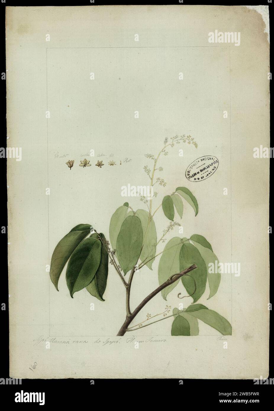 Connarus del rourea hi-res stock photography and images - Alamy