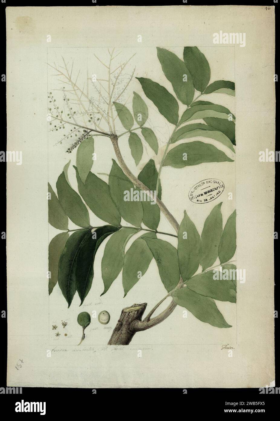 Connarus del rourea hi-res stock photography and images - Alamy