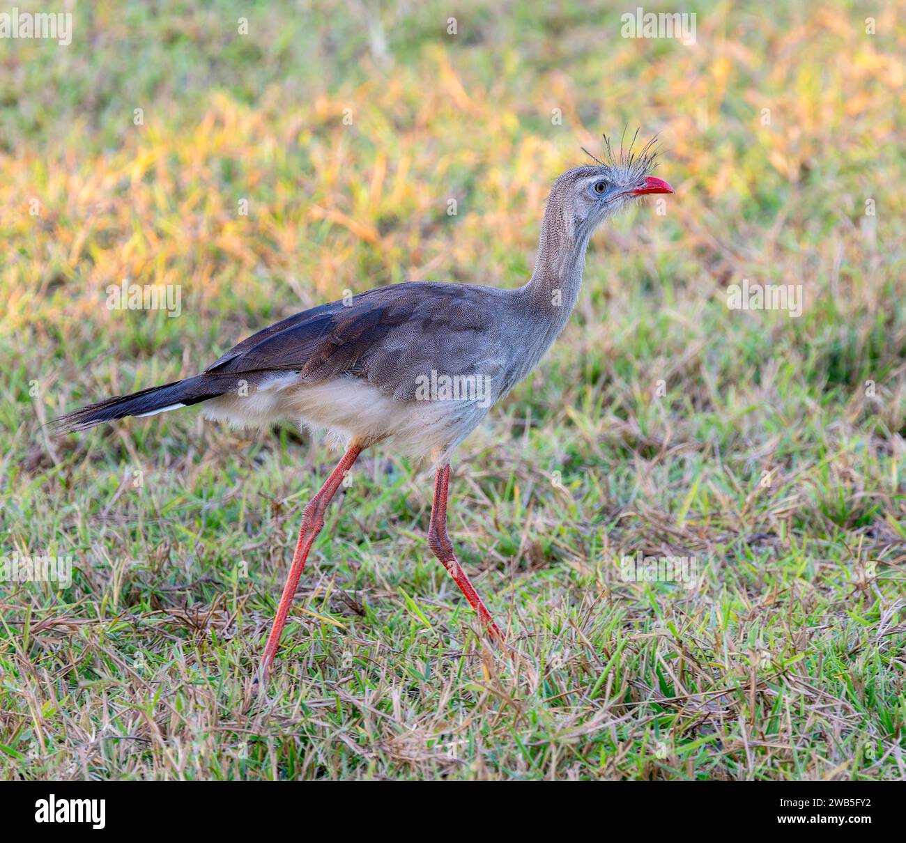 Red legged seriema bird closeup hi-res stock photography and images - Alamy