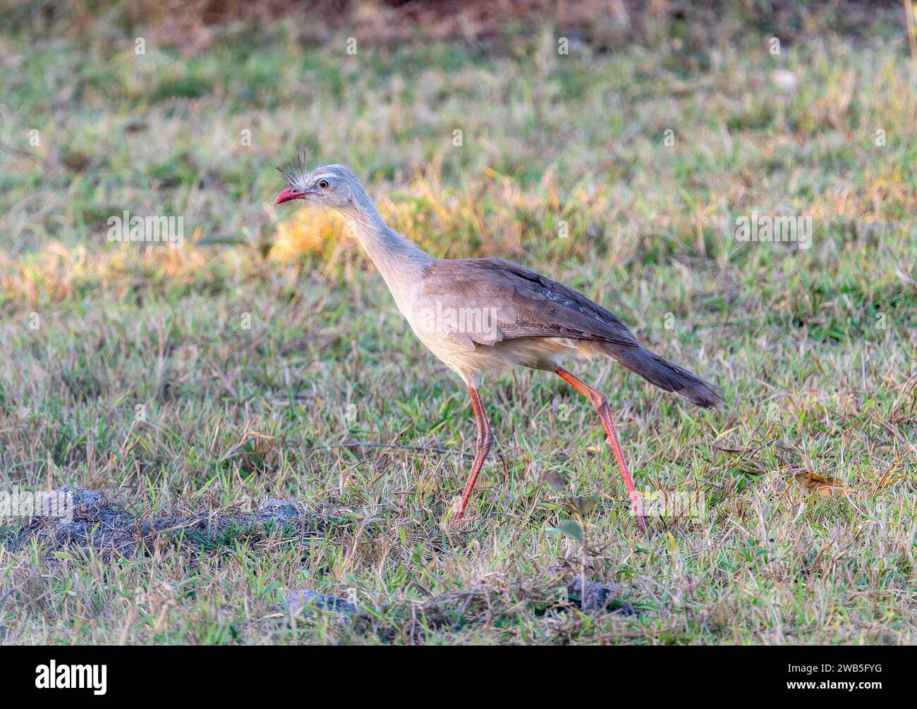 Red-legged Seriema (Cariama cristata) in Brazil Stock Photo - Alamy