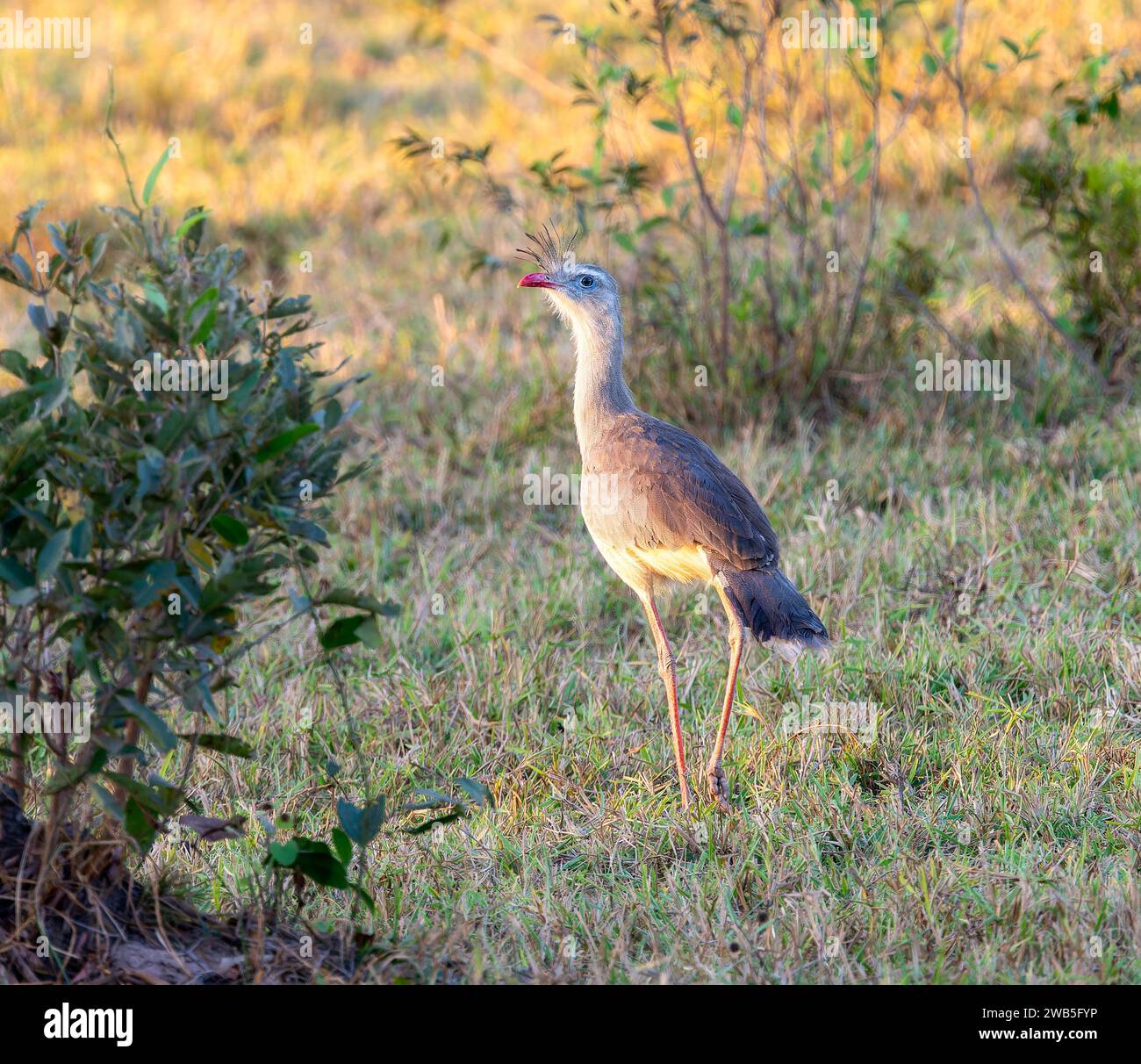 Red-legged Seriema (Cariama cristata) in Brazil Stock Photo - Alamy