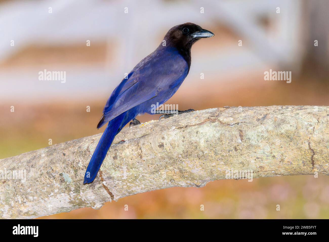 Purplish jay cyanocorax cyanomelas hi-res stock photography and images ...