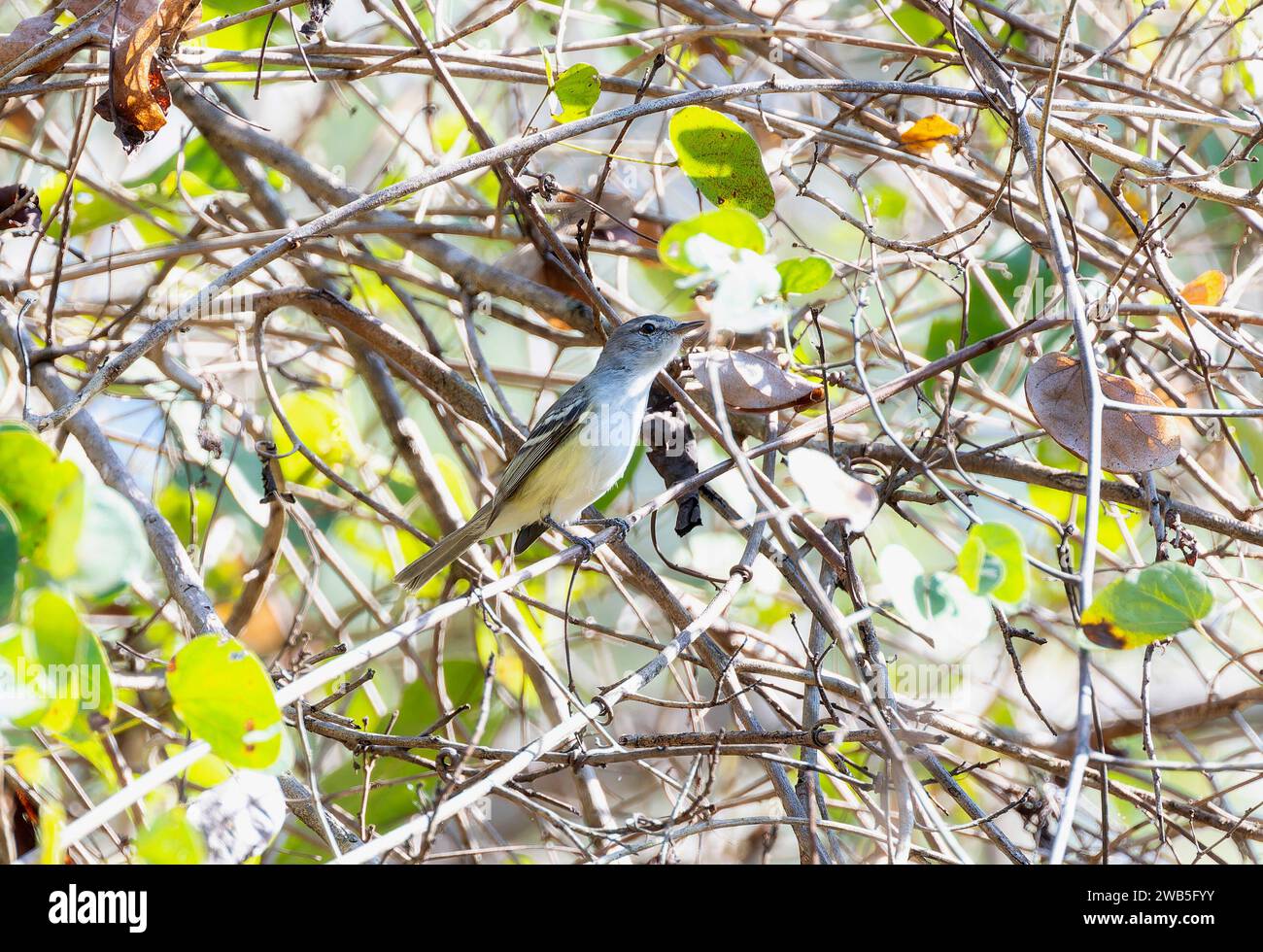 Plain tyrannulet hi-res stock photography and images - Alamy