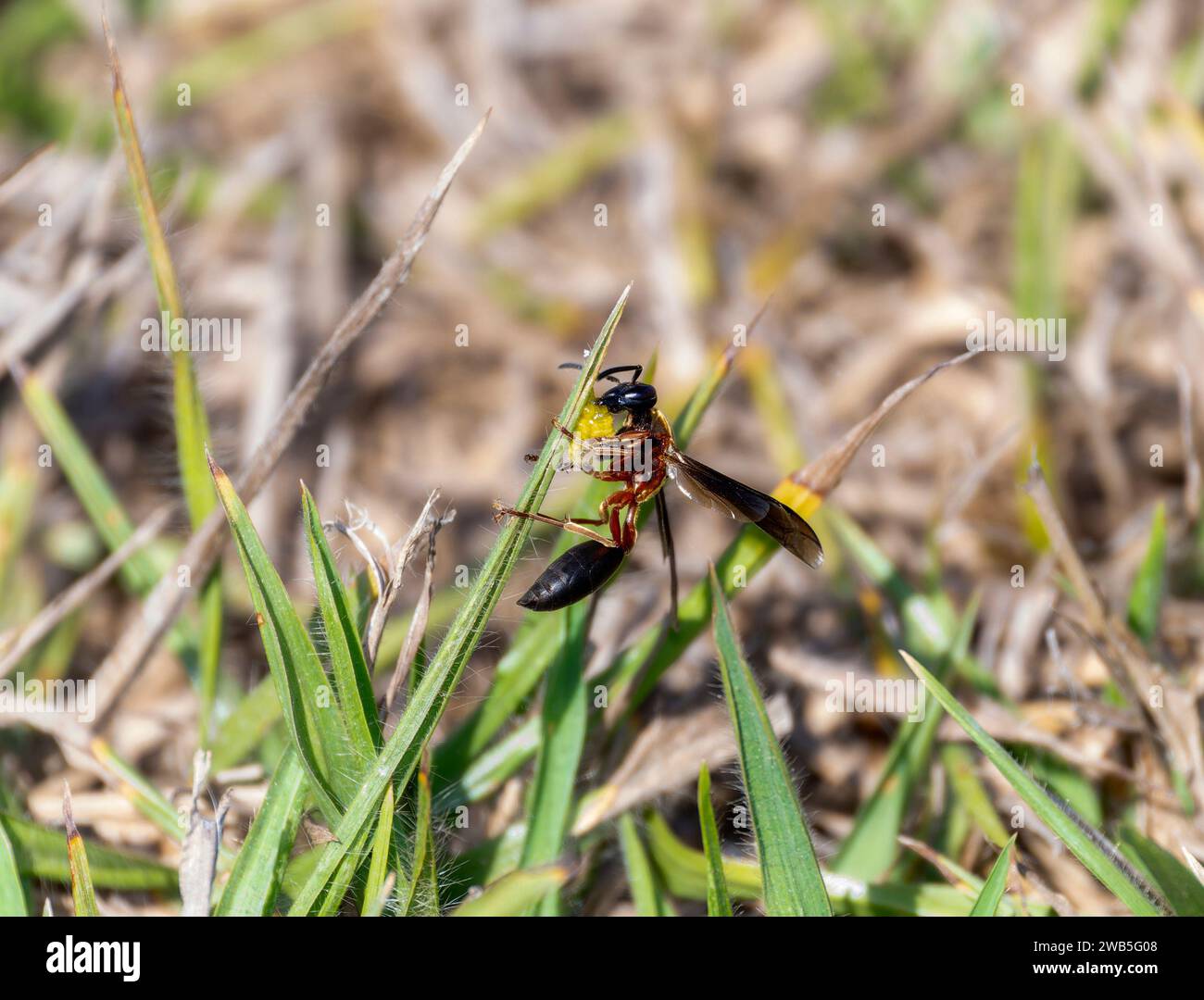 Polybia Sericea Tropical Wasp in Brazil Stock Photo - Alamy